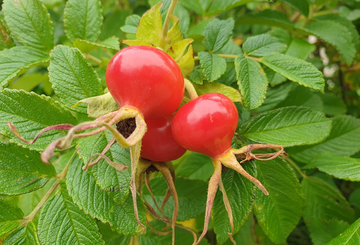Hybenroser - godt eller dårligt - Malene Koudahl